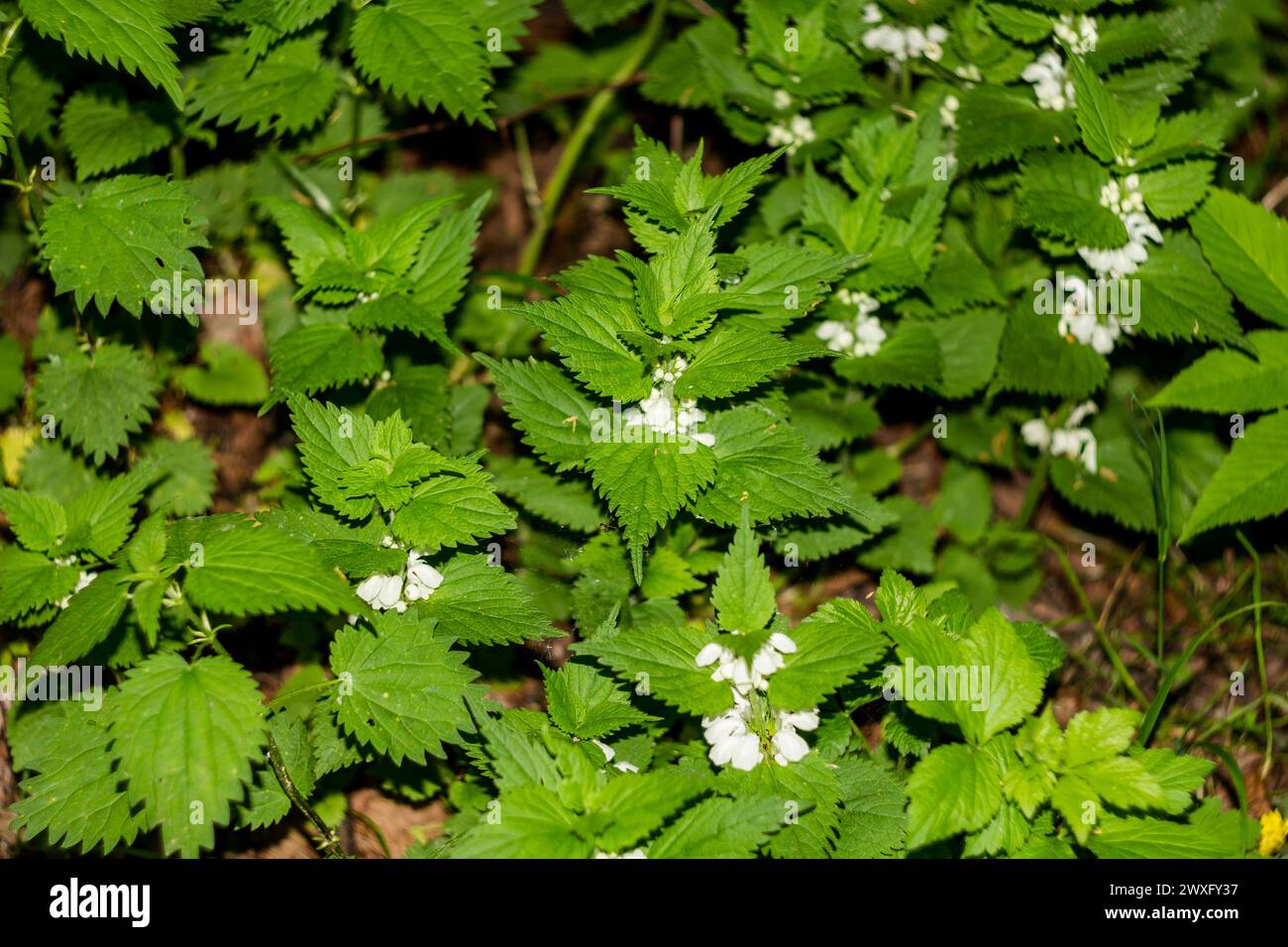 May blooming plant white nettle (white dead-nettle, Lamium album ...