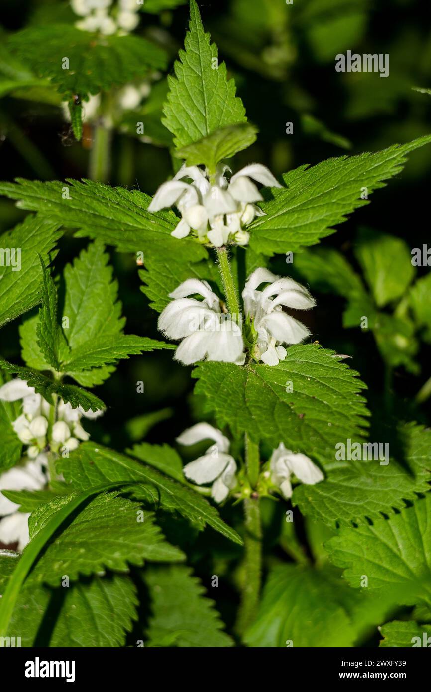 May blooming plant white nettle (white dead-nettle, Lamium album ...