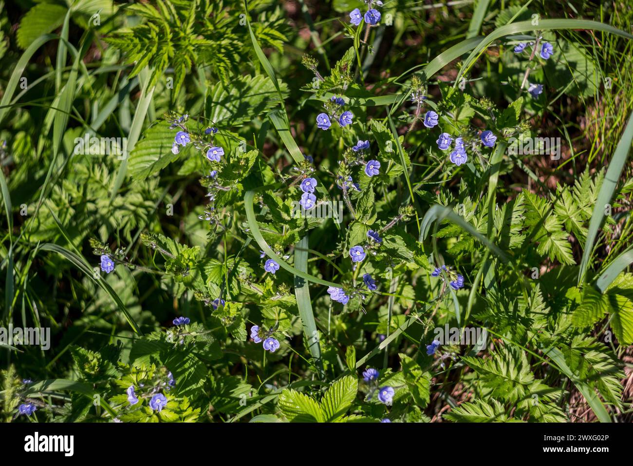 Wild plant Veronica chamaedrys (or germander speedwell, bird's-eye ...