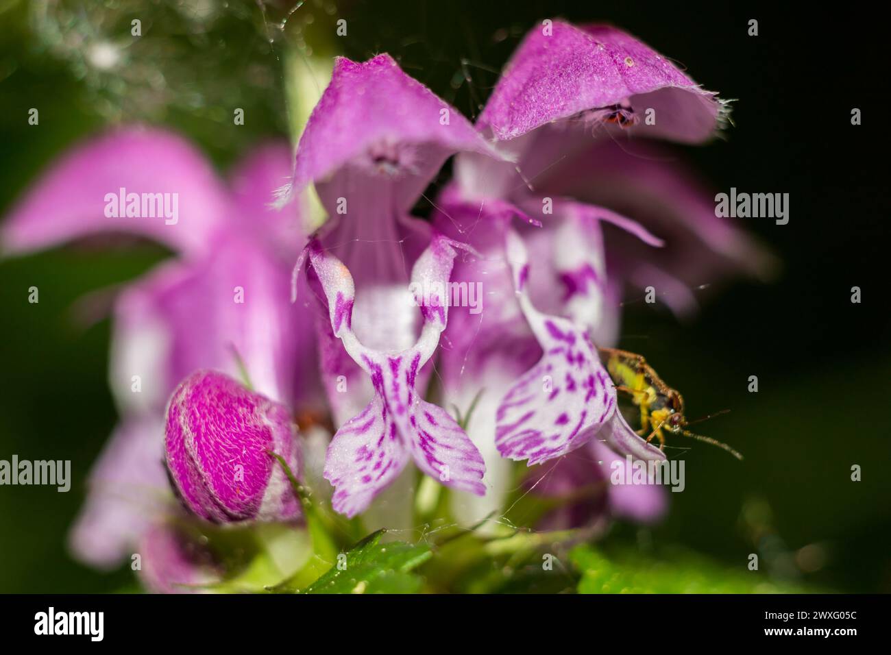 Purple flowers of the plant Lamium maculatum (also known as spotted ...