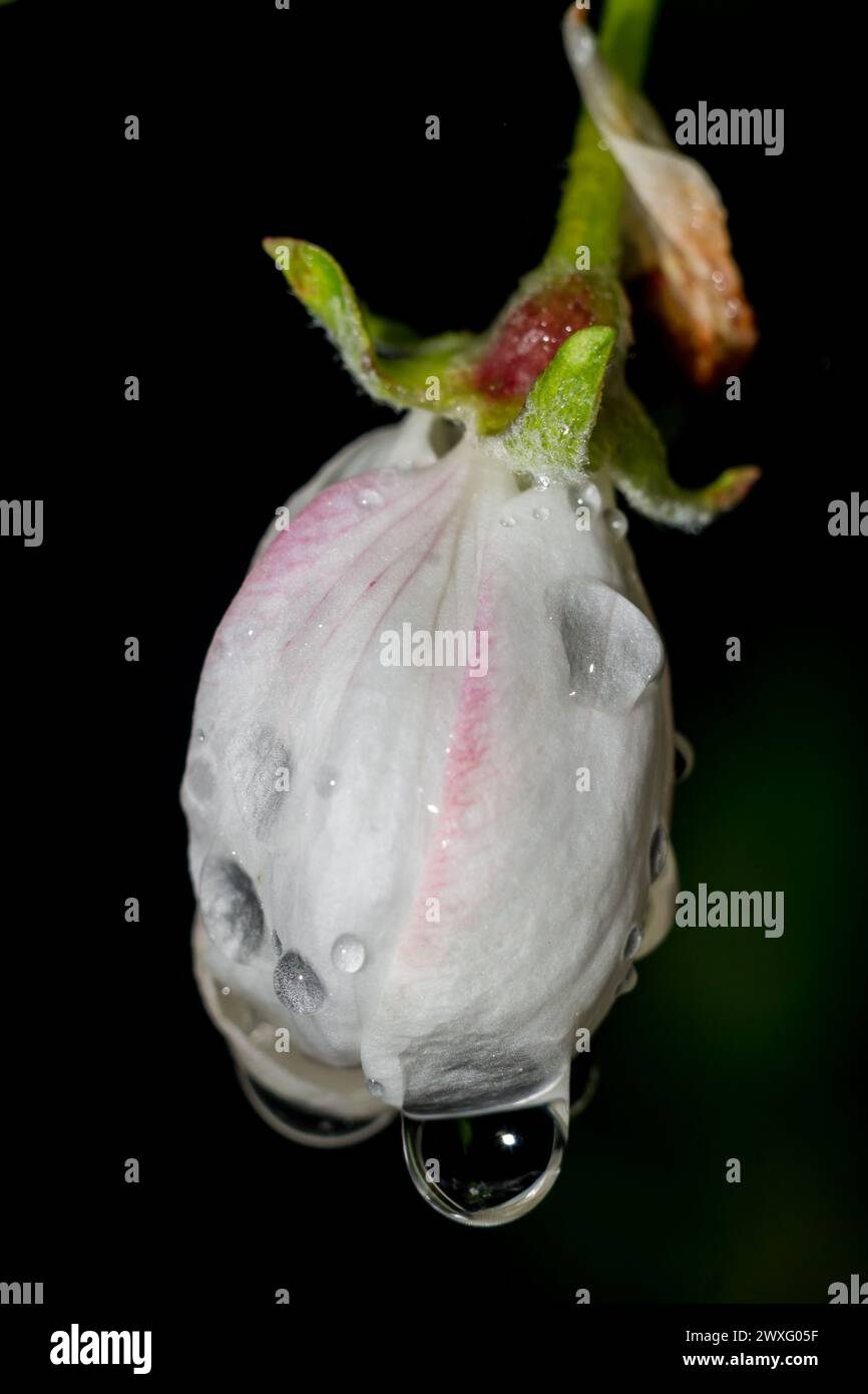 White apple tree flower hi-res stock photography and images - Alamy