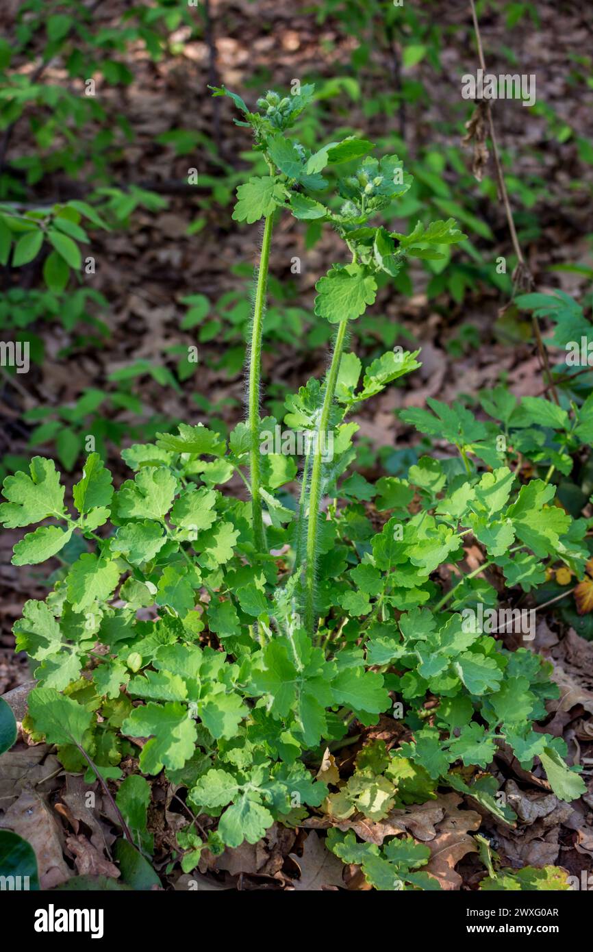 General view of the plant Chelidonium majus (commonly known as greater ...