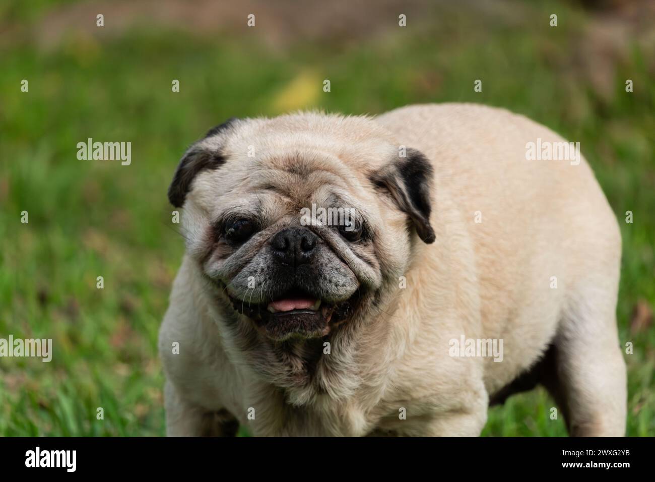 Portrait of adorable funny old pug dog with white hairs standing on ...