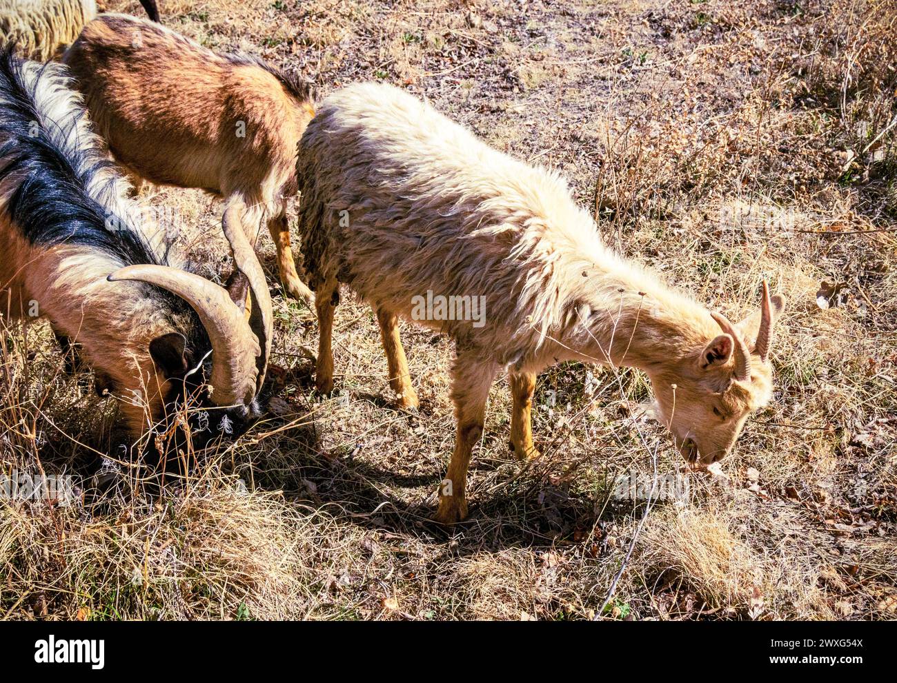 goats line up like a parade in an eating frenzy. Wonderful gras for a ...