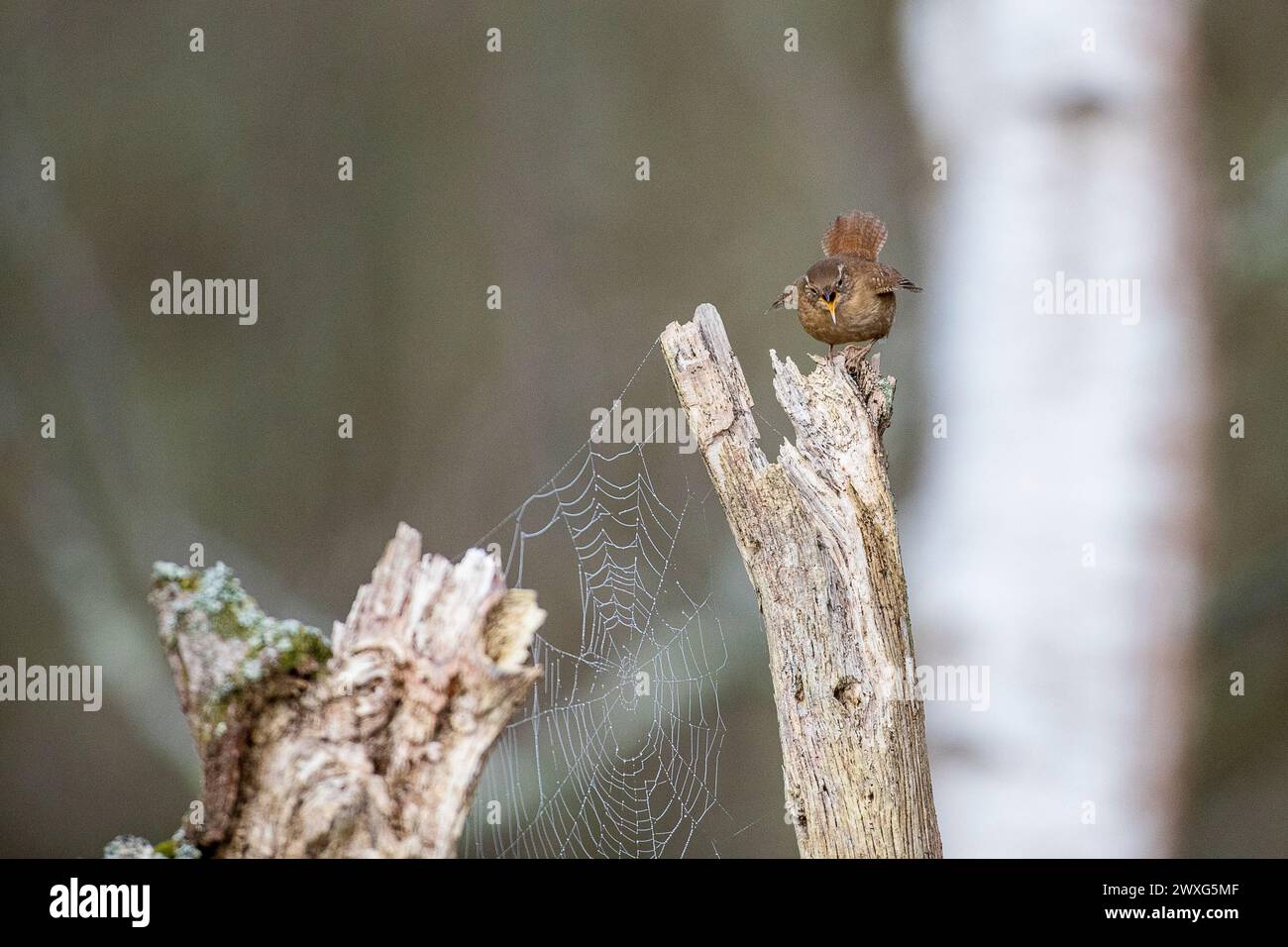 Thursley Common, Elstead. 30th March 2024. A sunny start to the day for ...