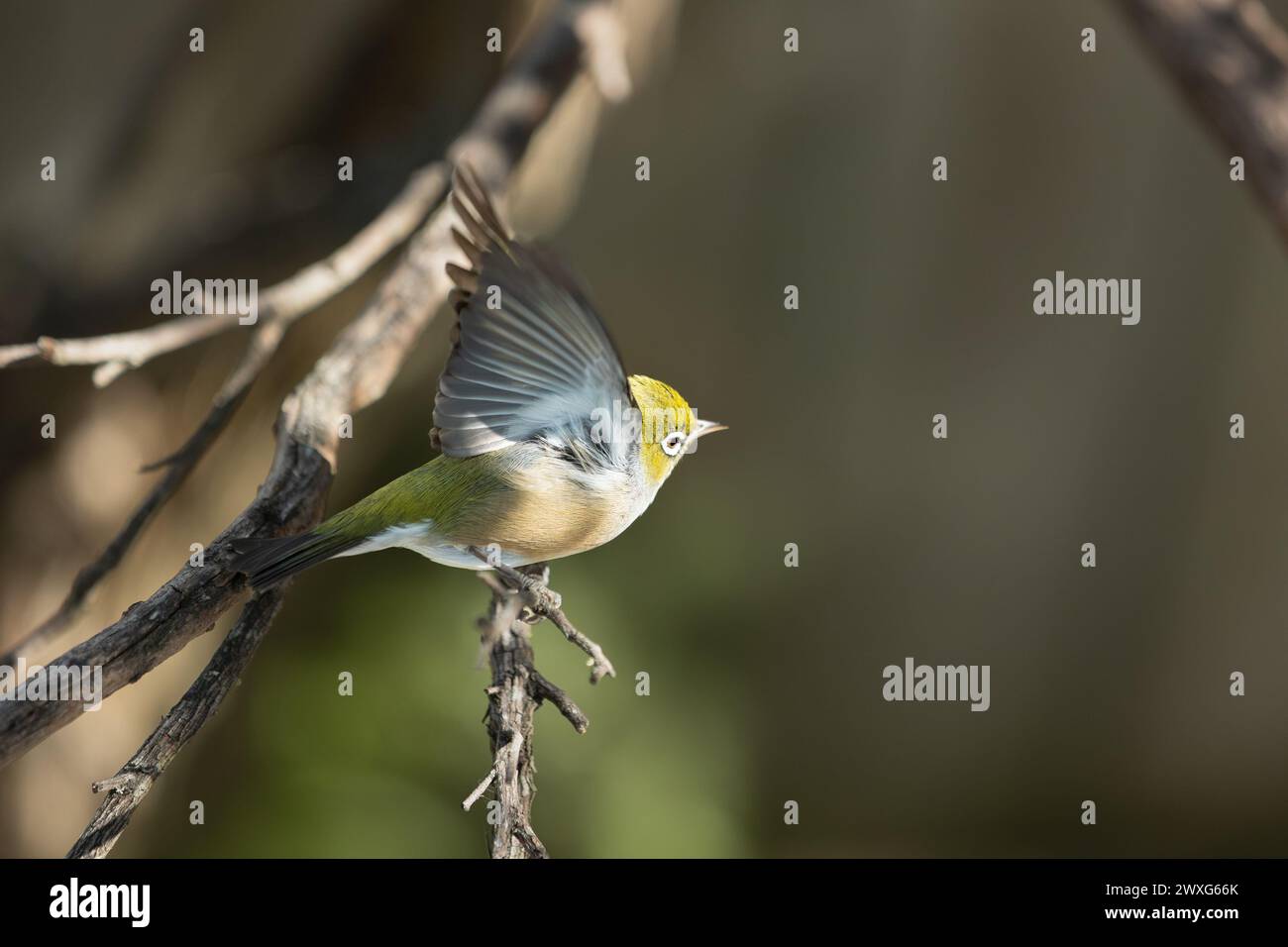 Waxeye plumage hi-res stock photography and images - Alamy