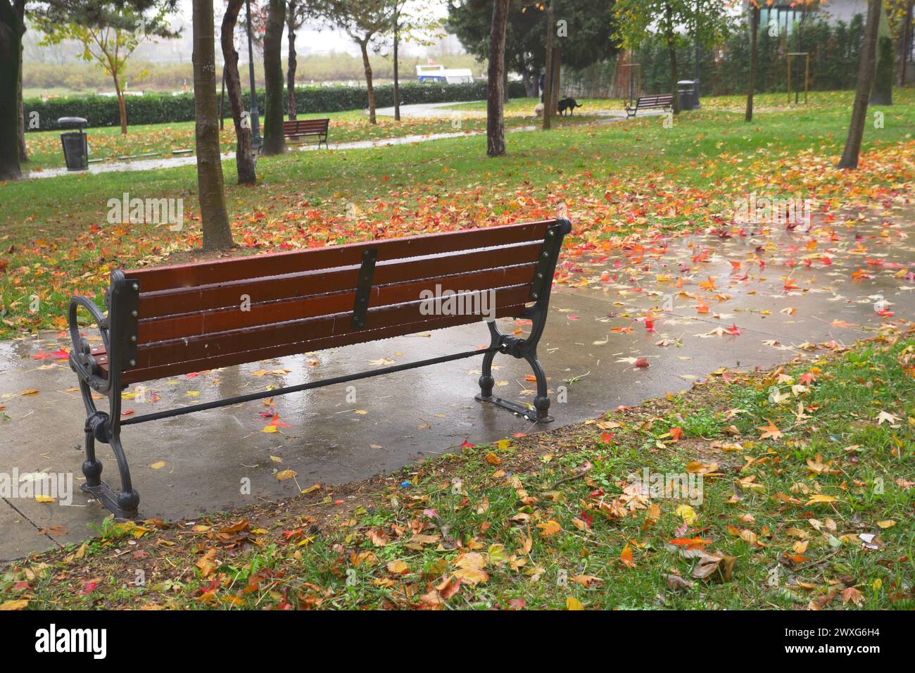 Outdoor wooden bench in park surrounded by leaves and trees Stock Photo ...