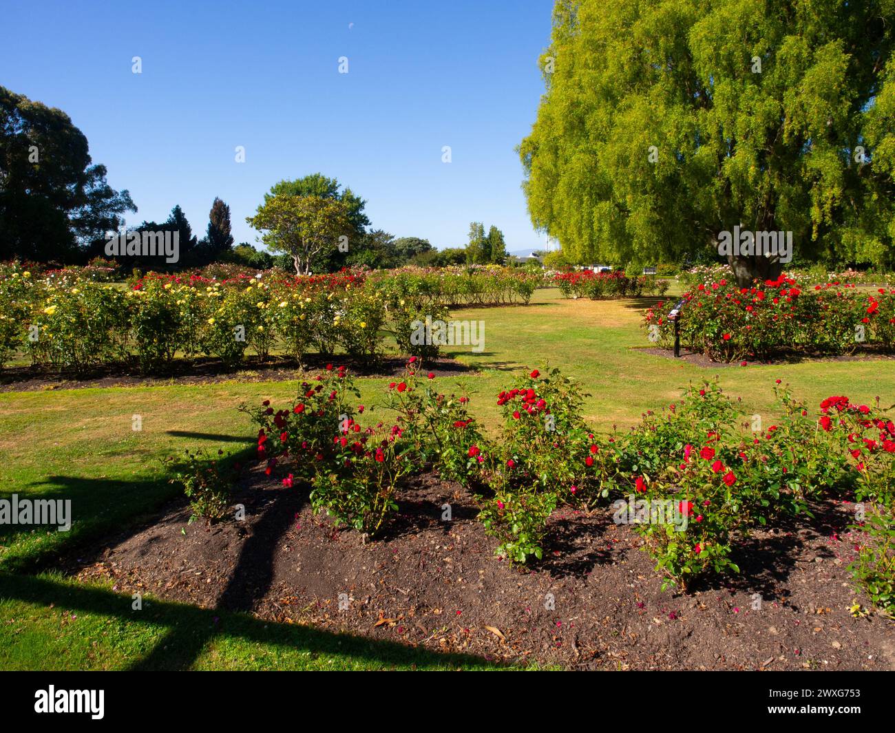 Rose Garden Botanic Garden Stock Photo - Alamy