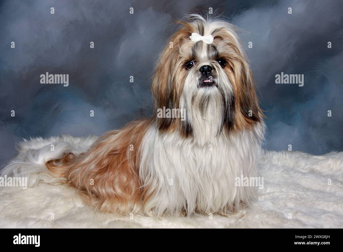 Sad shih tzu dog sitting Stock Photo - Alamy