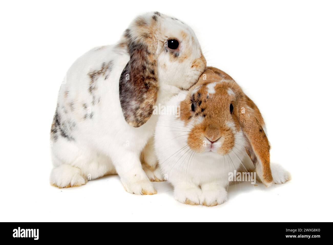 Two sweet rabbits is sitting on a white background Stock Photo - Alamy