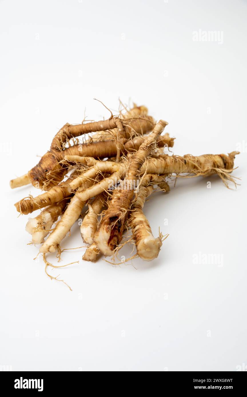 Fresh Taraxacum officinale, the dandelion or common dandelion roots ...
