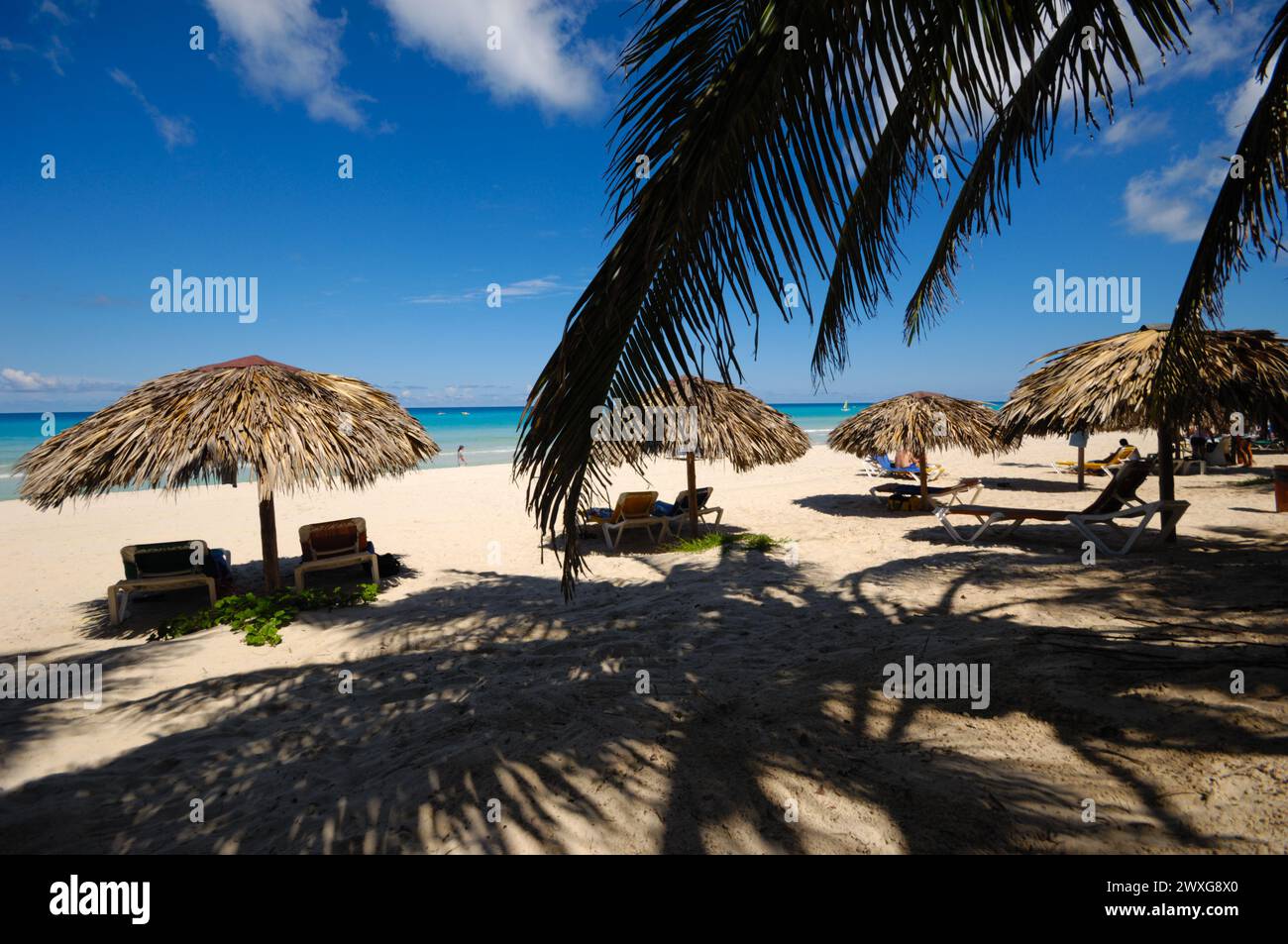 Palms and parsols at exotic bech Cuba Stock Photo - Alamy