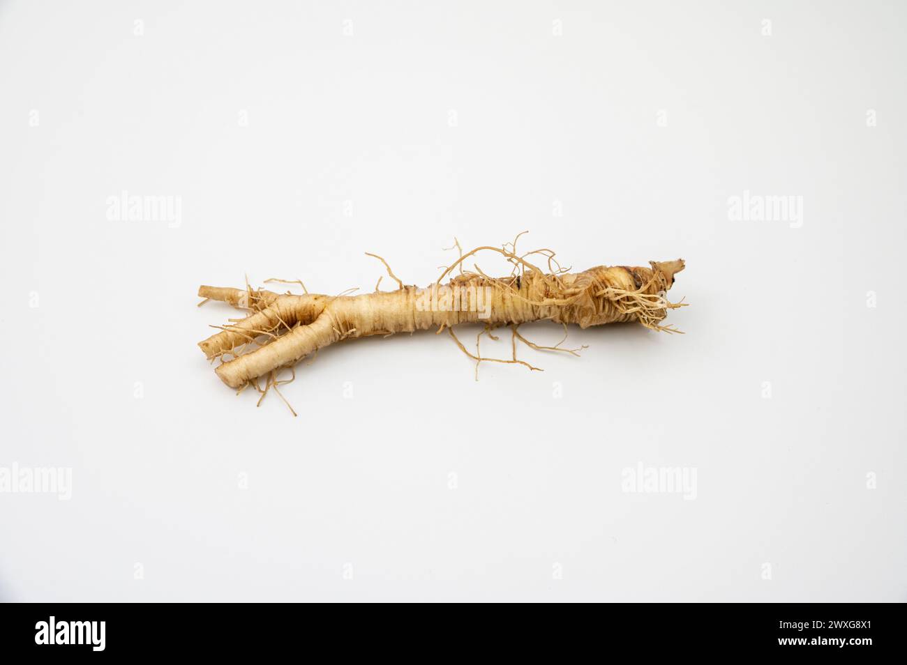Fresh Taraxacum officinale, the dandelion or common dandelion roots ...
