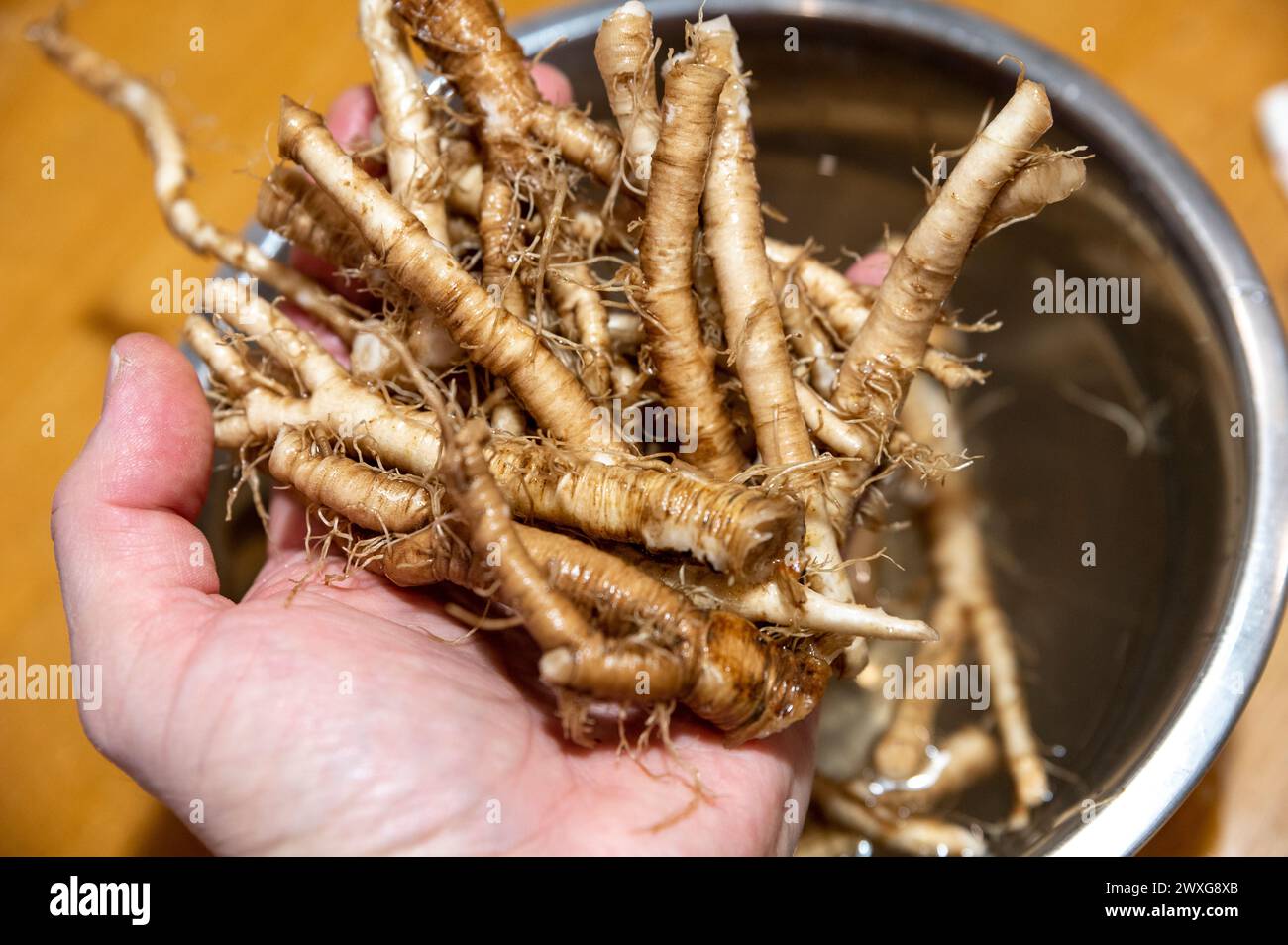 Fresh Taraxacum officinale, the dandelion or common dandelion roots ...
