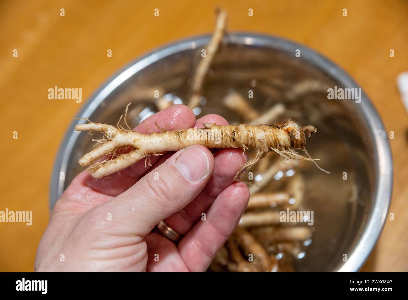 Fresh Taraxacum officinale, the dandelion or common dandelion roots ...