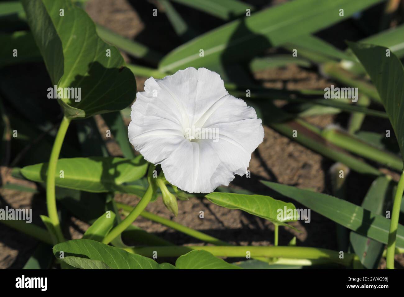 White flower on a water morning glory (ipomoea aquatica) plant Stock ...