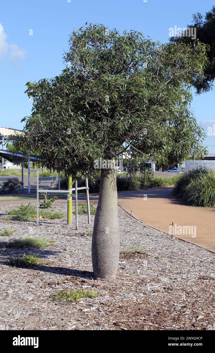 Bottle tree (Brachychiton Rupestris) in a garden Stock Photo - Alamy