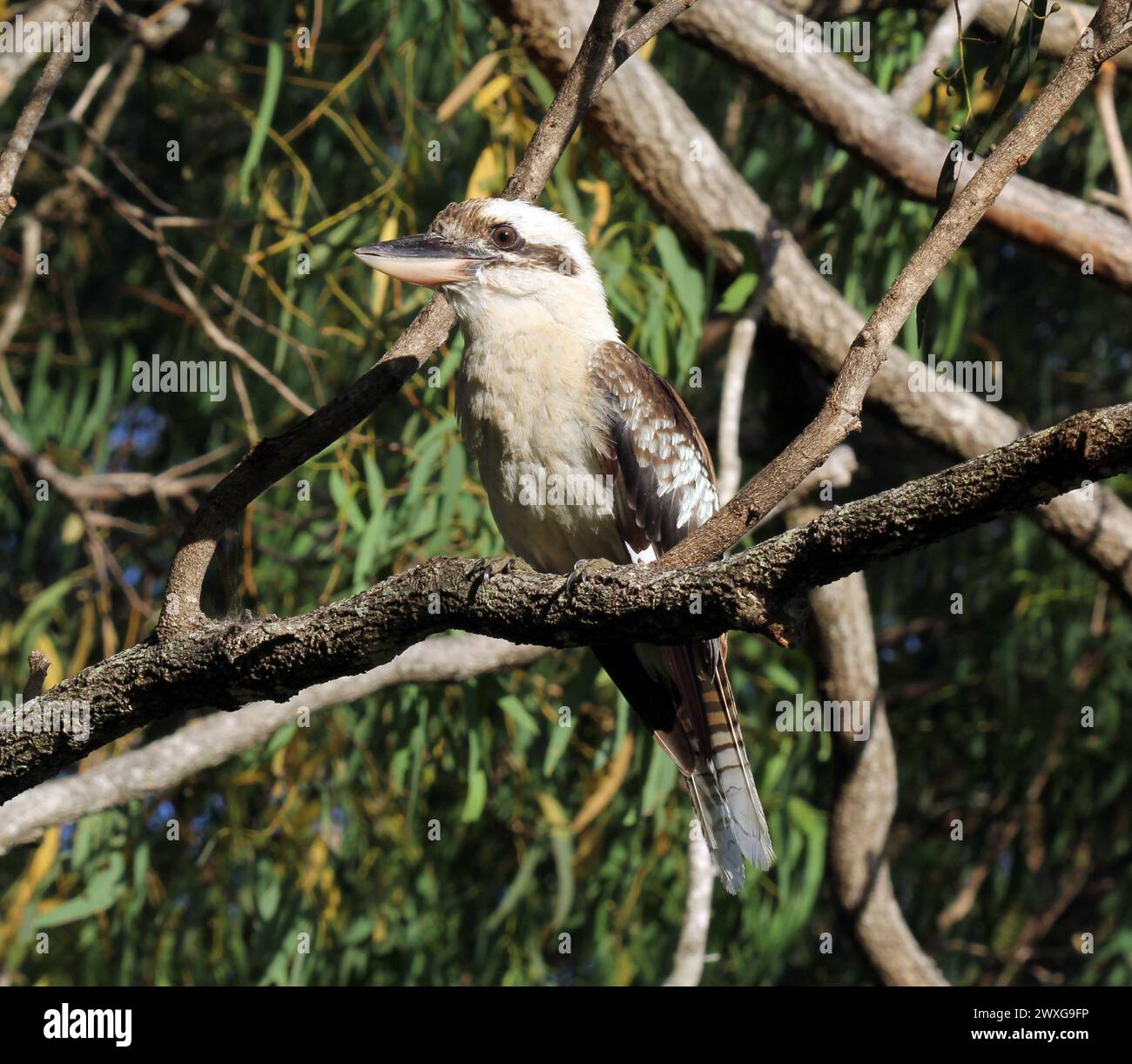 Laughing kookaburra bird sitting on a tree branch Stock Photo - Alamy
