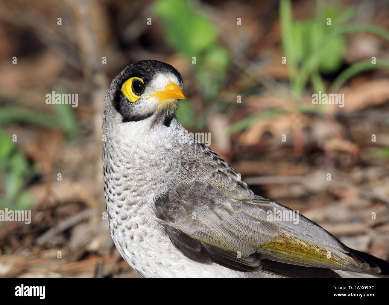 Close up of a noisy miner bird sitting on the ground Stock Photo - Alamy