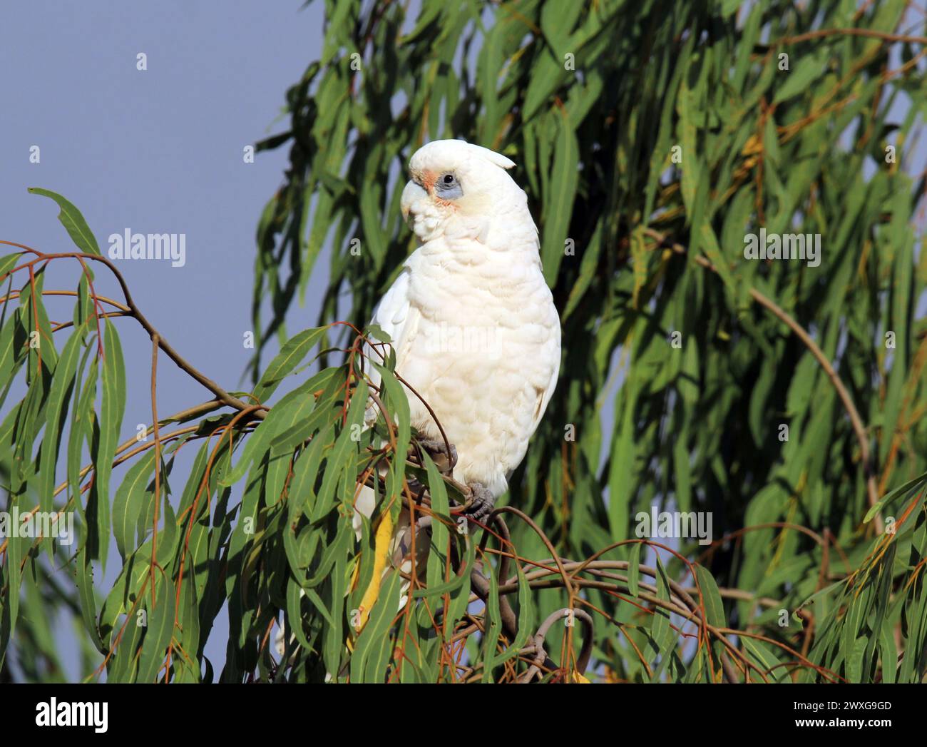 Little corella bird sitting in a tree against a blue sky background ...