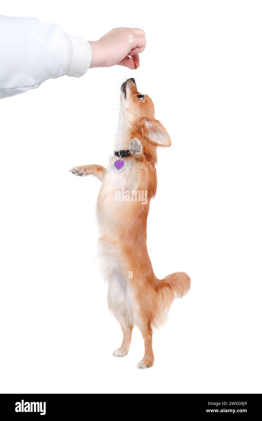 chihuahua dog is begging for food isolated on a white background Stock ...