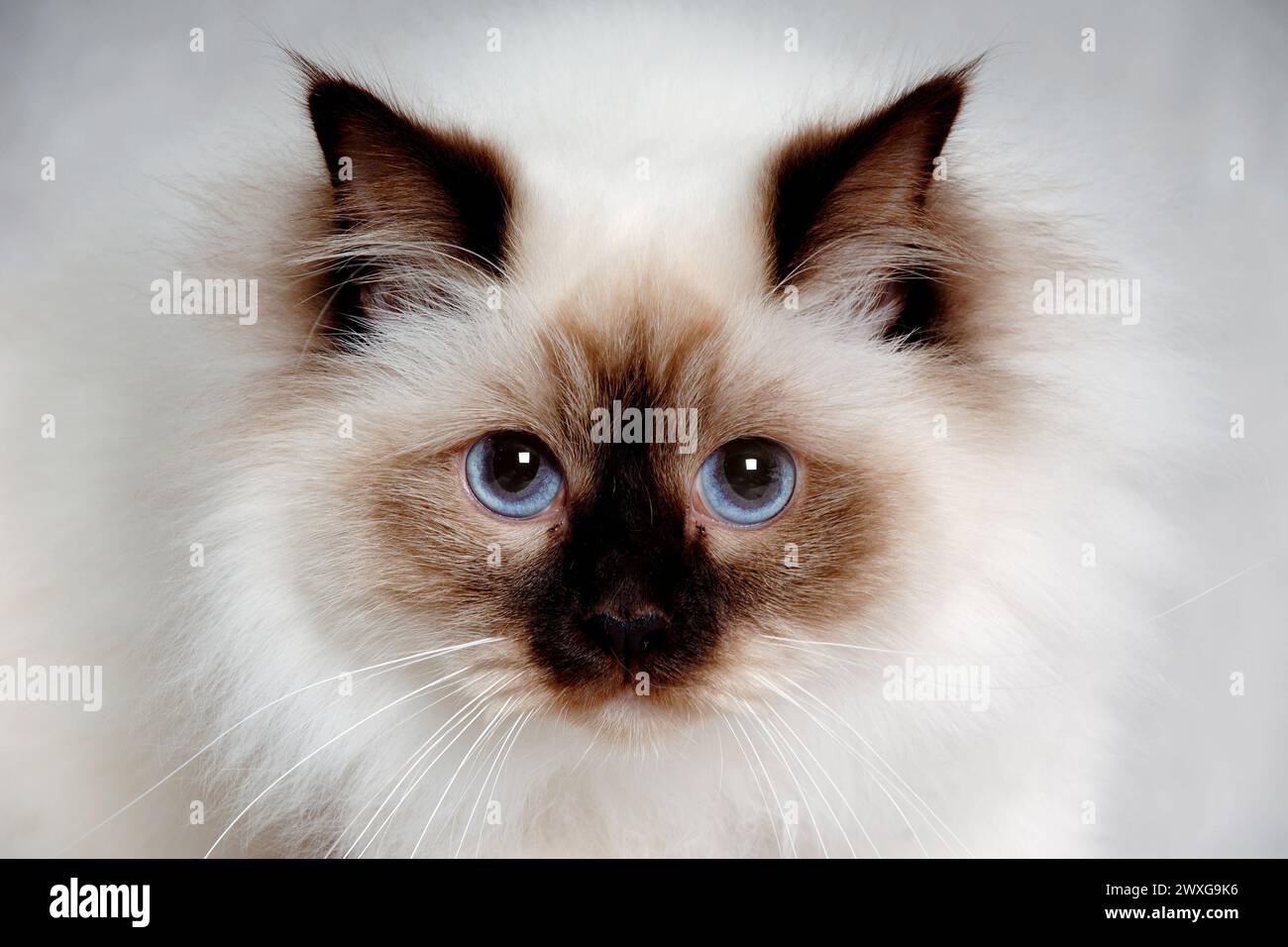 A face of a sad Holy Birman cat Stock Photo - Alamy