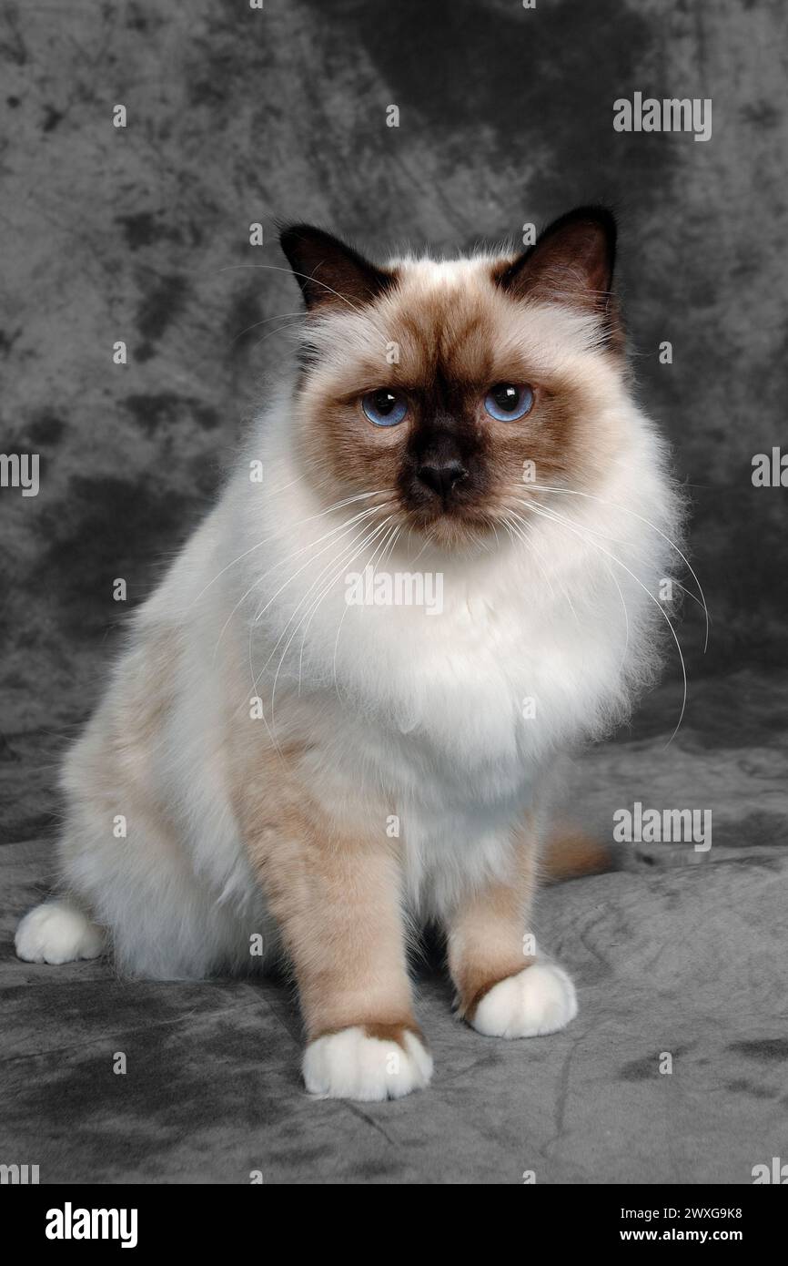 Sad Holy Birman cat sitting down Stock Photo - Alamy