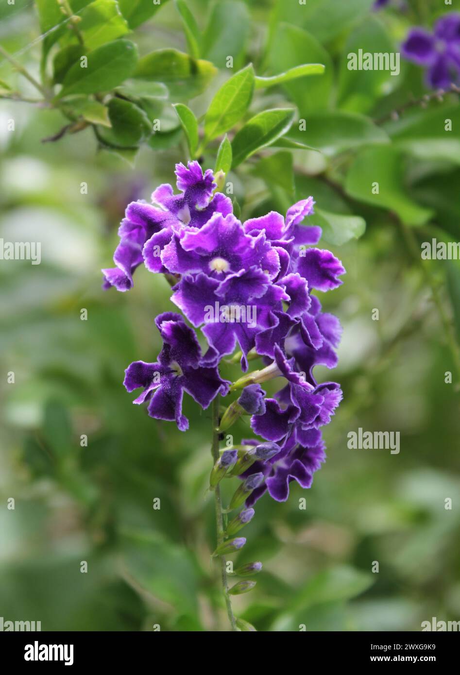 Purple geisha girl flower on a duranta repens plant in a garden Stock ...