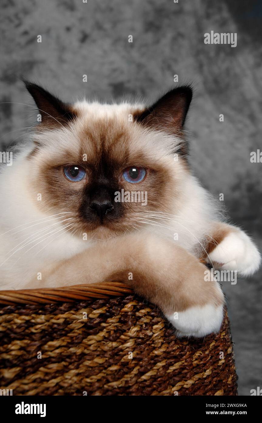 A face of a sad Holy Birman cat Stock Photo - Alamy