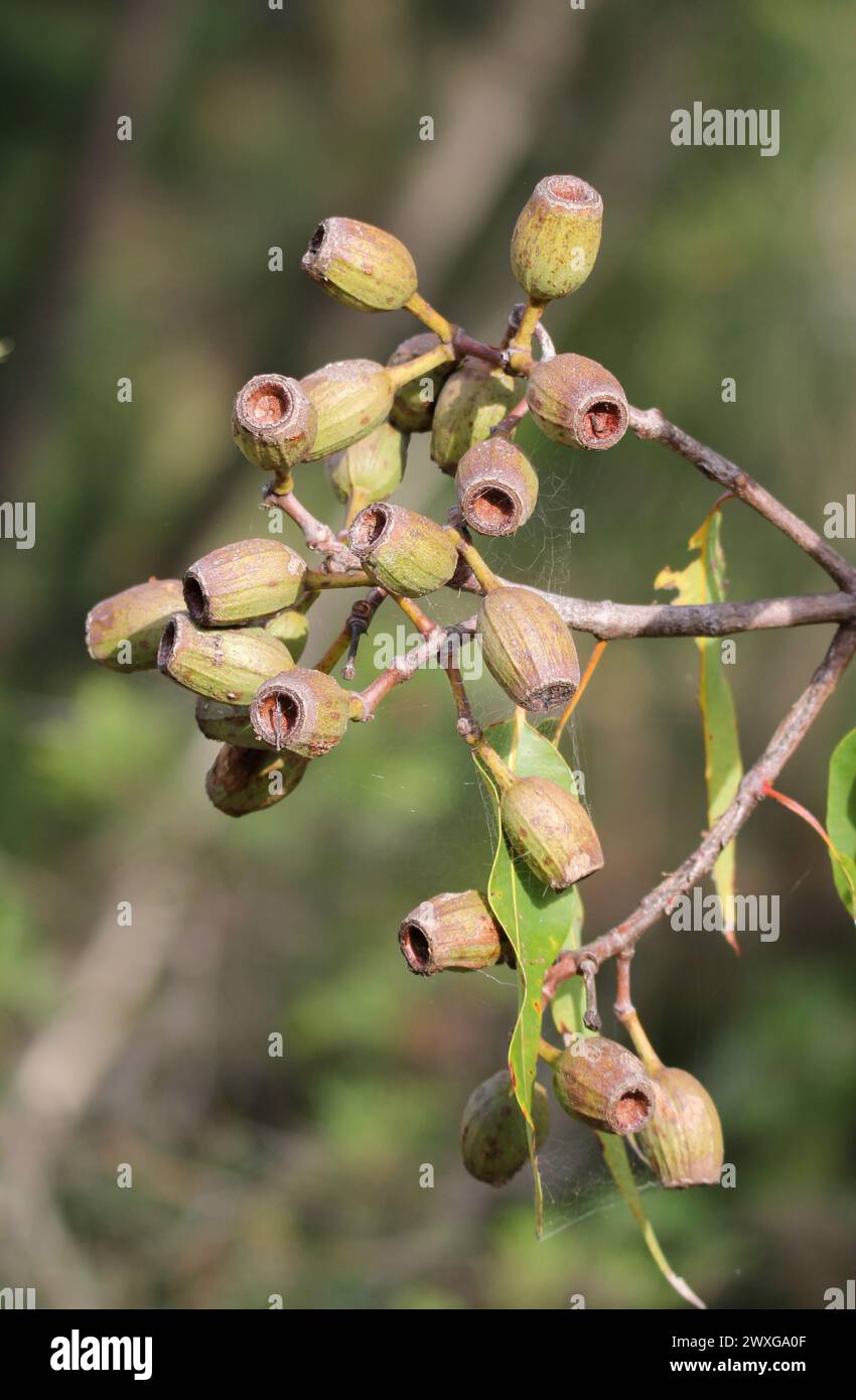 Gum plant hi-res stock photography and images - Alamy