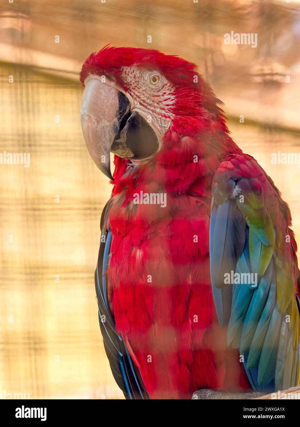 Ara bird hi-res stock photography and images - Alamy