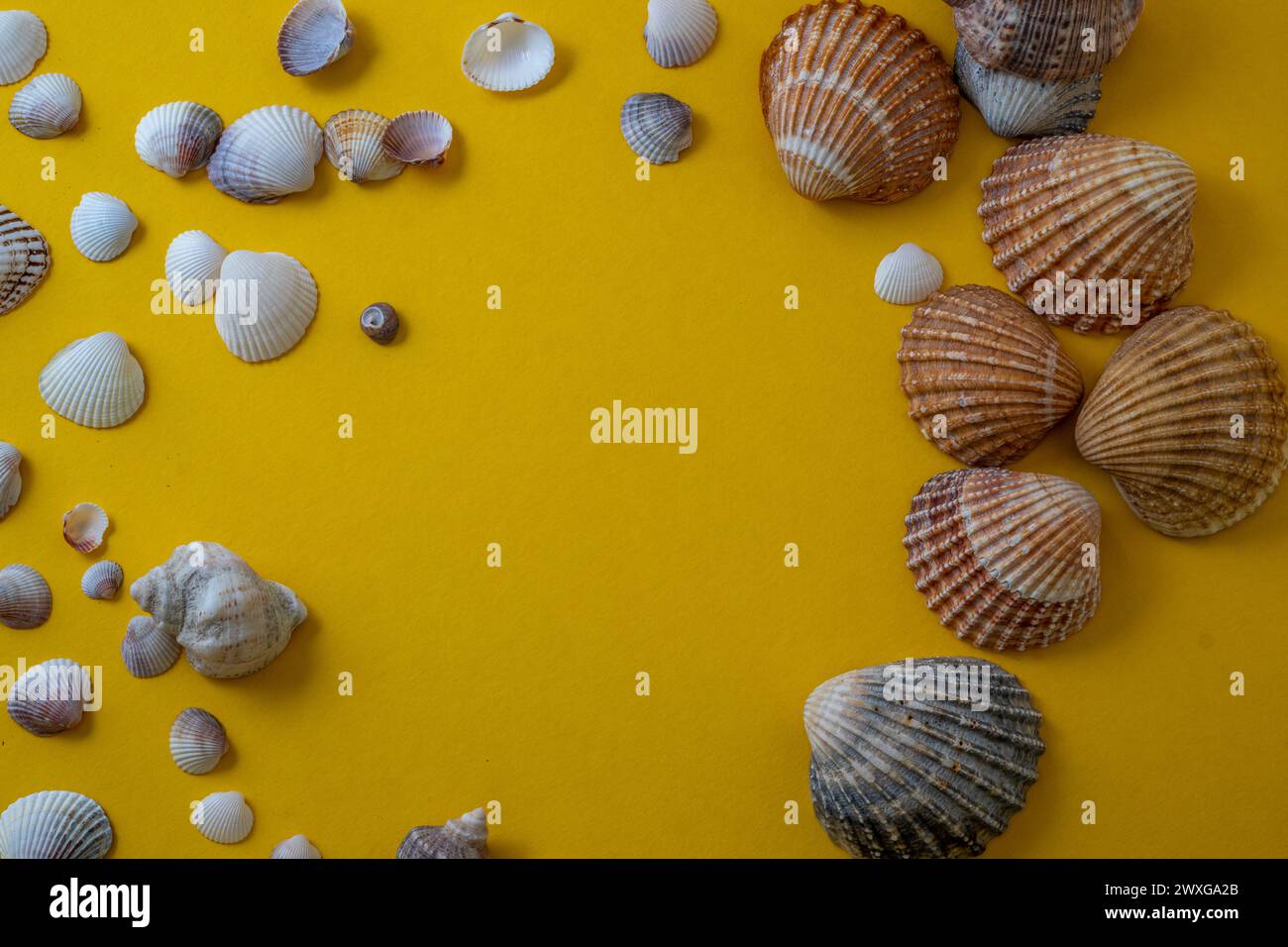 Sea shells on yellow background, summer vacation Stock Photo - Alamy