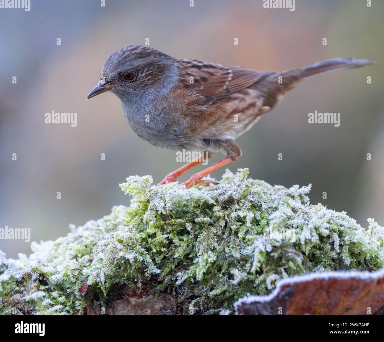 Dunnock [ Prunella modularis ] on frost covered mossy stump Stock Photo ...
