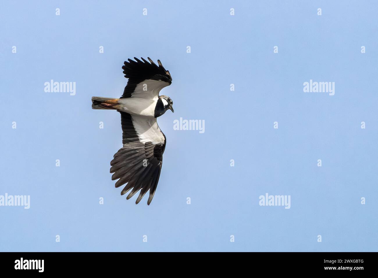 Close up of flying Lapwing , Vanellus vanellus, flying high and looking ...