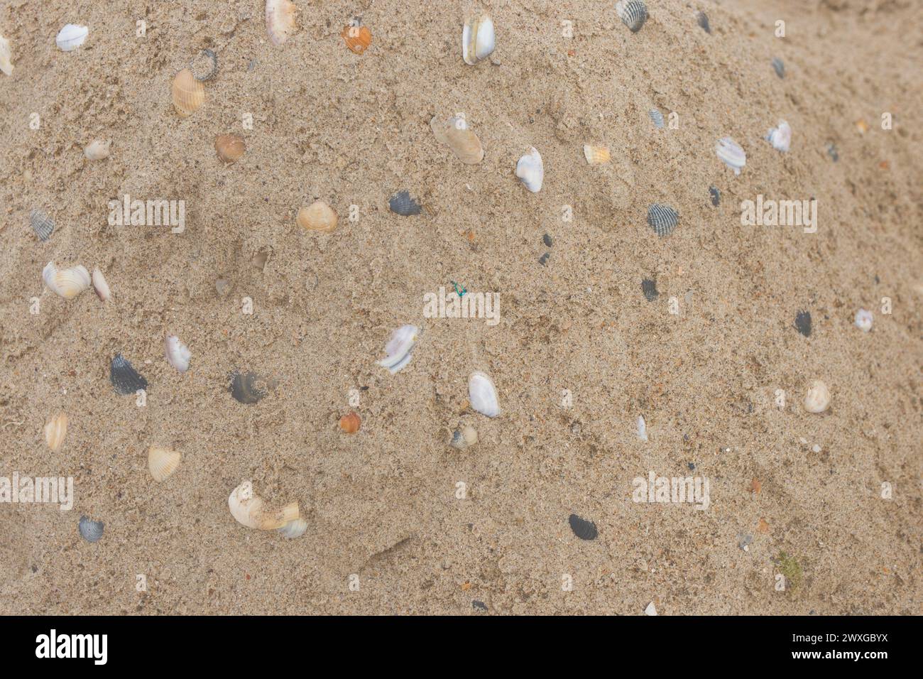 Seashells close-up marine sea object on beach sand close-up shells ...