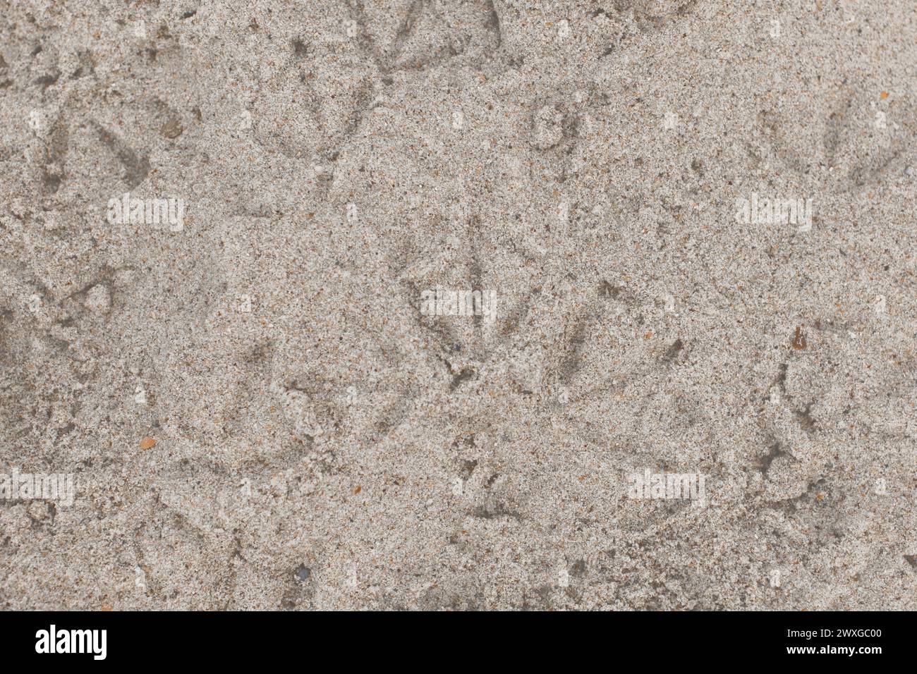 Paw prints of birds seagulls on beach sand pattern top view Stock Photo ...