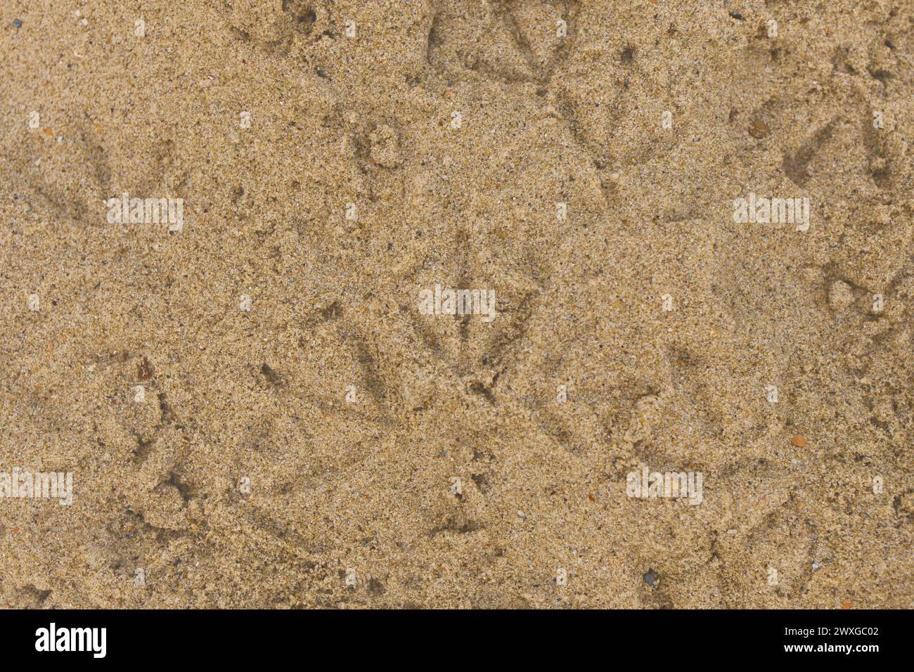 Seabird footprints hi-res stock photography and images - Alamy