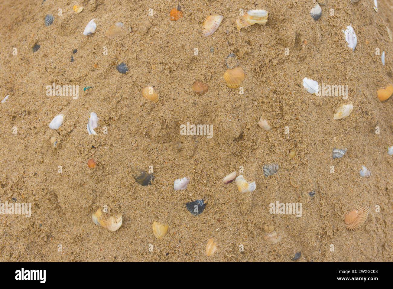 Seashells close-up marine sea object on beach sand close-up Stock Photo ...