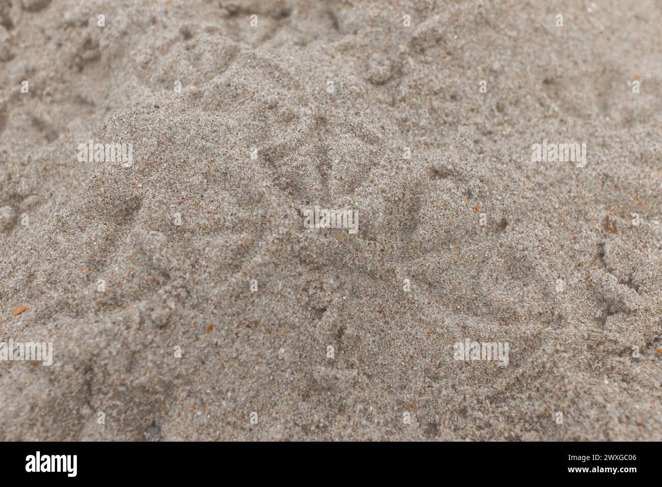 Paw print pattern hi-res stock photography and images - Alamy