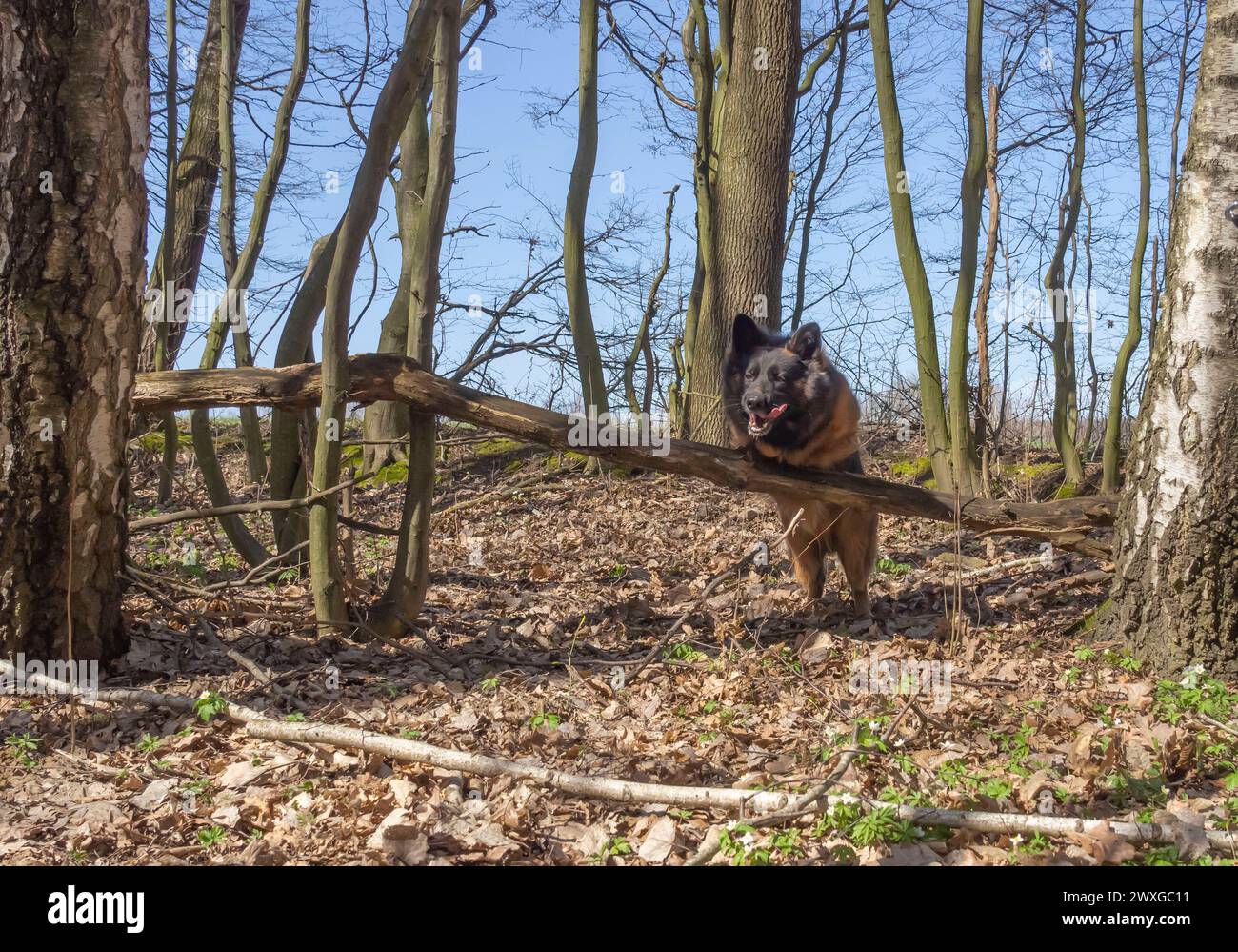German Shepherd dog jumps and runs during a trip to the spring forest ...