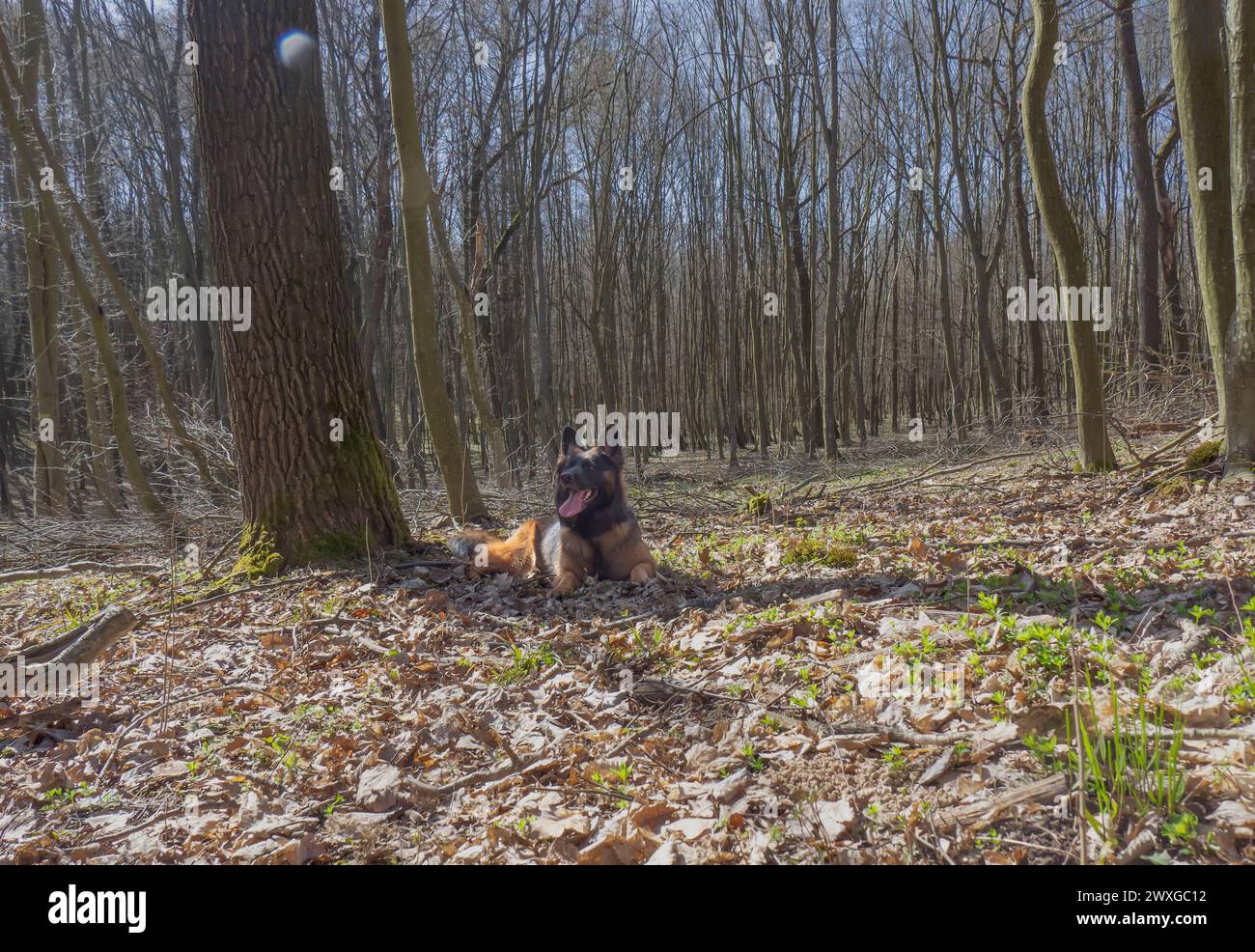 German Shepherd dog jumps and runs during a trip to the spring forest ...