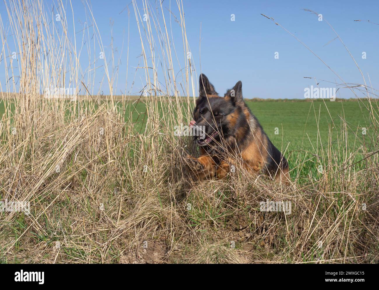 German Shepherd dog jumps and runs during a trip to the spring forest ...