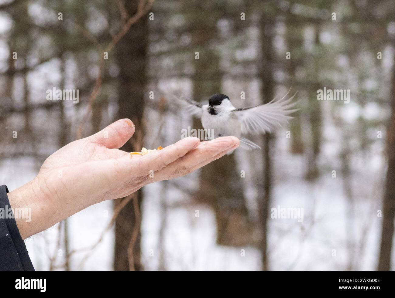 Harbin, China's Heilongjiang Province. 15th Mar, 2024. A forest ranger ...
