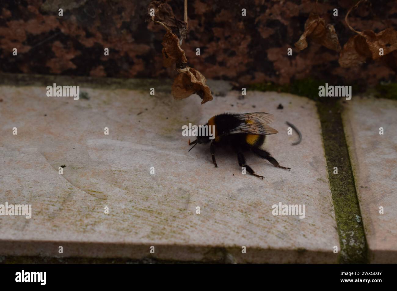 big bumblebee drinking sugar water Stock Photo - Alamy