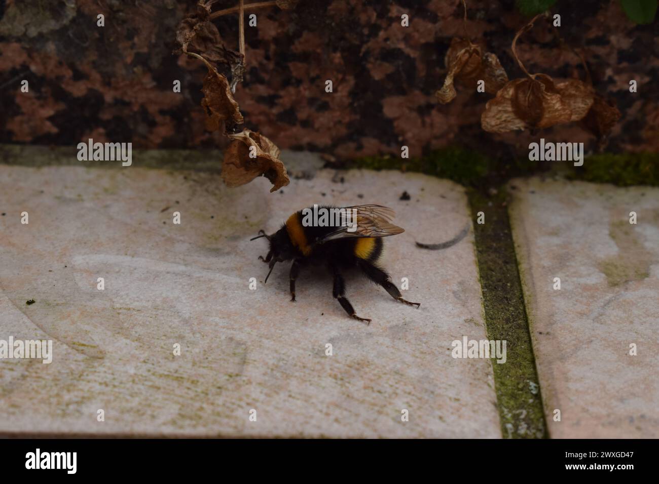 big bumblebee drinking sugar water Stock Photo - Alamy