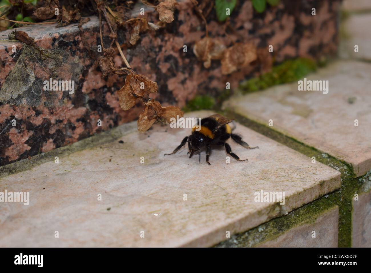 big bumblebee drinking sugar water Stock Photo - Alamy