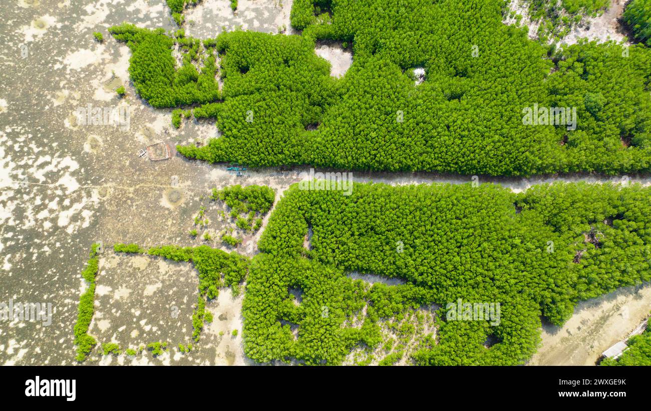 Aerial view of coastline with green mangroves and forest. Mangrove ...
