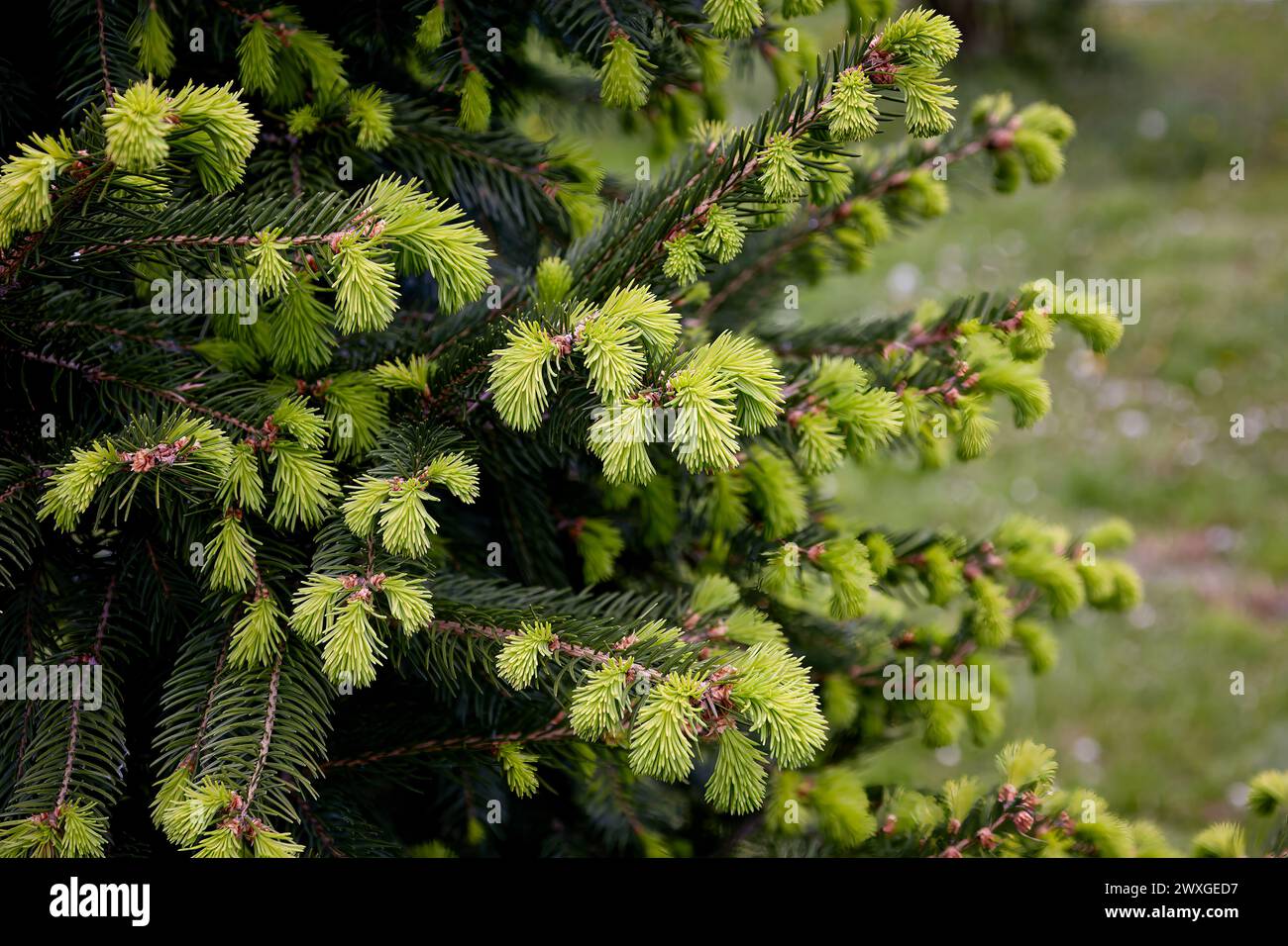 Young fir branches hi-res stock photography and images - Alamy