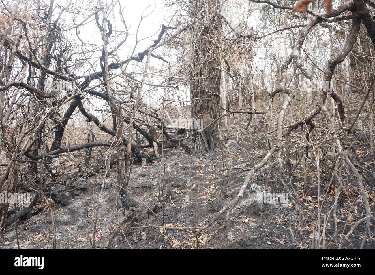 Burned plants after forest fire, nature damage Stock Photo - Alamy