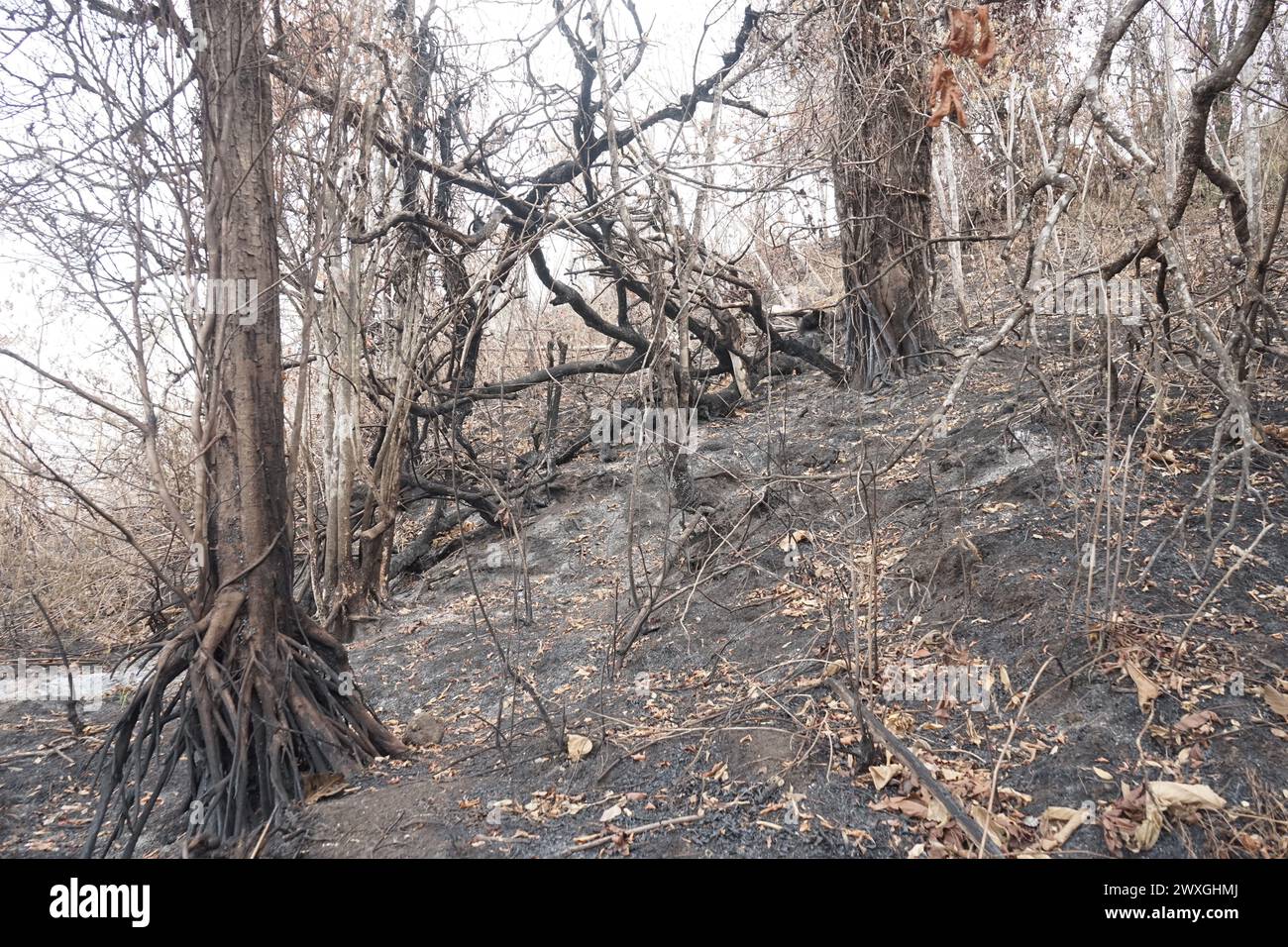 Burned plants after forest fire, nature damage Stock Photo - Alamy